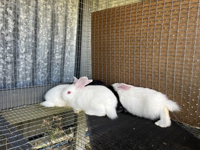 Flemish Giants & New Zealand White Rabbits | Rabbits | Gumtree ...