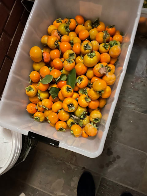 Persimmon fruit for free - Other Home & Garden in Eumemmerring VIC ...