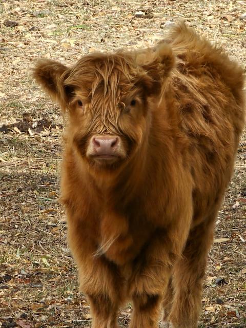 Scottish Highlands | Livestock | Gumtree Australia Wattle Range Area ...