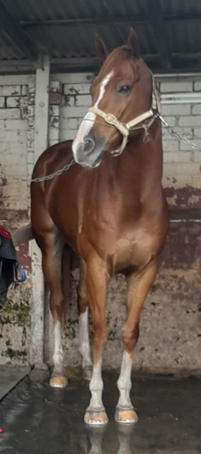 8 year old chestnut OTTB | Horses & Ponies | Gumtree Australia ...