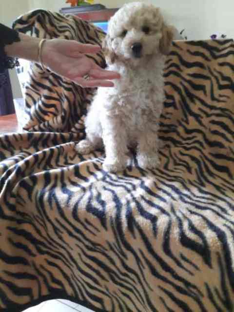 Cavoodle puppies for sale! | Dogs & Puppies | Gumtree Australia ...