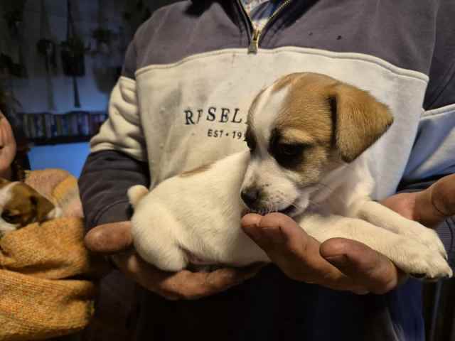 Jack russell pups 3m 1f rough and short coats | Dogs & Puppies ...