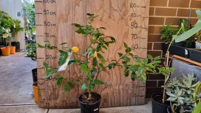 dwarf grafted fruiting Lisbon lemon tree in 20cm pot- Noble Park ...
