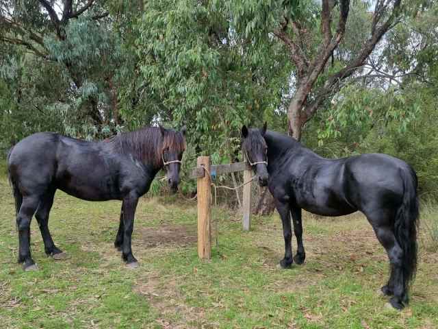 Horses avaliable for lease - day leases now avaliable | Horses & Ponies ...