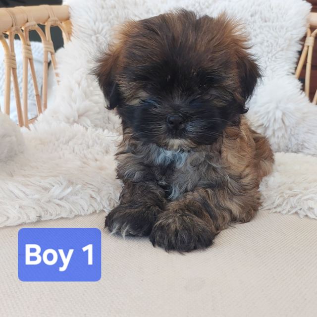 Maltese Shih Tsu Puppies | Dogs & Puppies | Gumtree Australia Moreton ...