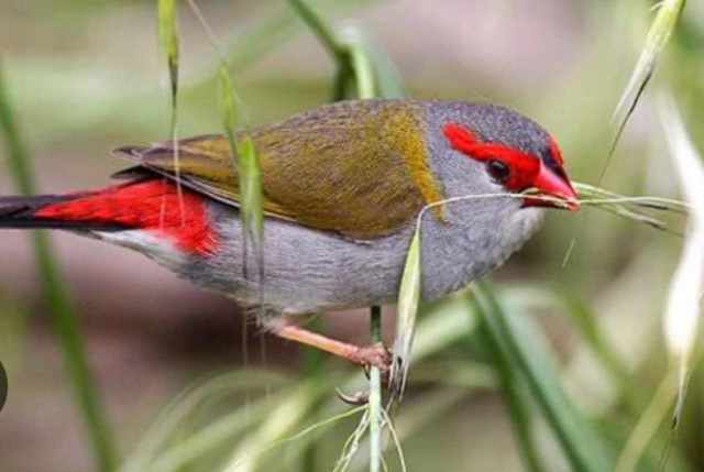 DOUBLE BAR FINCHES,REDBROWED FINCHES | Birds | Gumtree Australia ...