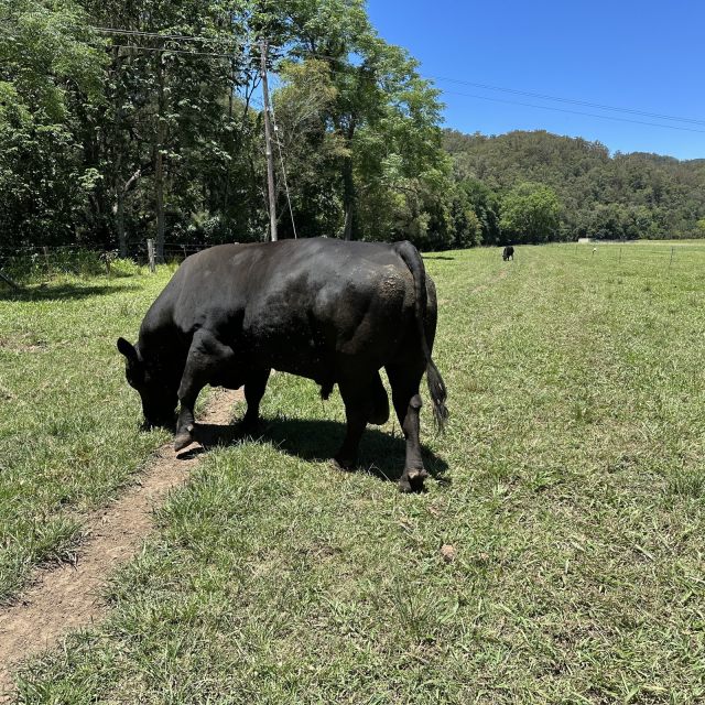 Angus Stud Bull | Livestock | Gumtree Australia Bellingen Area - Thora ...