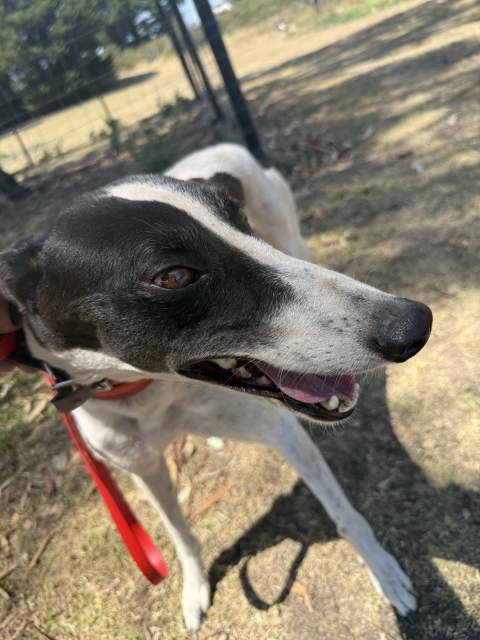 Ex racing Greyhound for free | Dogs & Puppies | Gumtree Australia ...