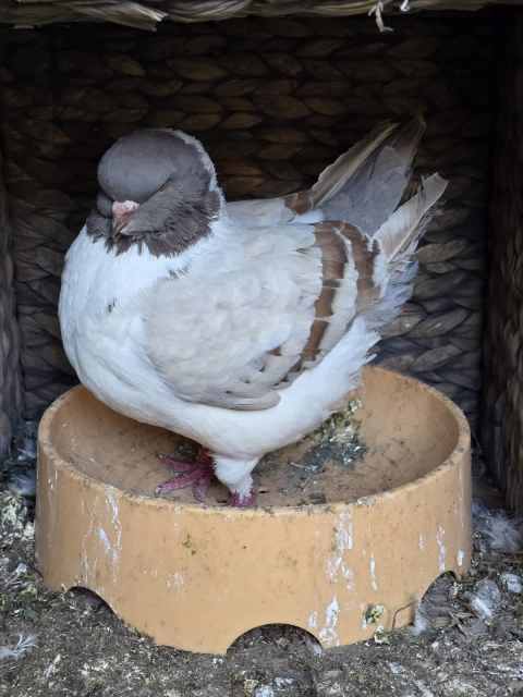 Modena Pigeon Breeding Pair | Birds | Gumtree Australia Belmont Area ...