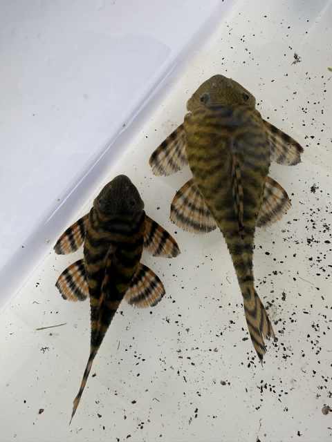 L397 Breeders and fry | Fish | Gumtree Australia Redland Area - Redland ...