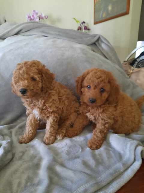cavoodle puppies for sale | Dogs & Puppies | Gumtree Australia ...