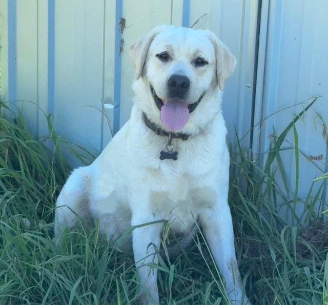 Rehome 2 purebred labrador | Dogs & Puppies | Gumtree Australia ...