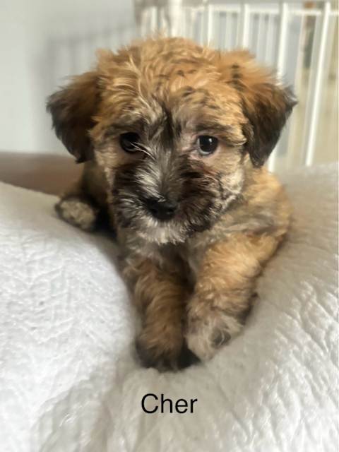 Maltese Shih Tzu X | Dogs & Puppies | Gumtree Australia Penrith Area ...