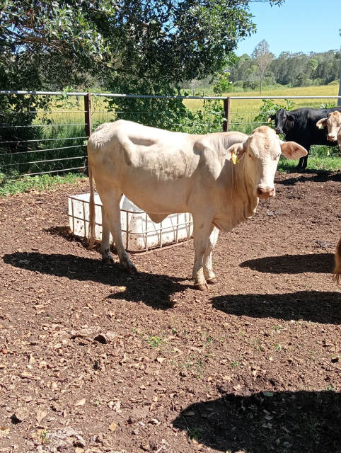 11 charbray X heifers | Livestock | Gumtree Australia Bundaberg Surrounds - Winfield | 1332113263