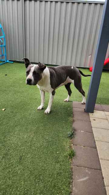 rehome 5yo female american staffy | Dogs & Puppies | Gumtree Australia Rockingham Area ...