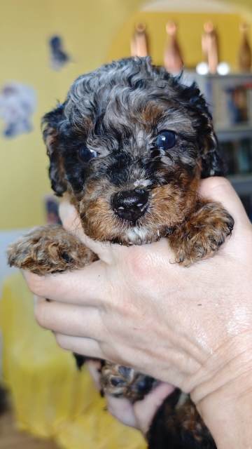 Exquisite and striking cavoodle puppies, rare colors, health guarantee ...