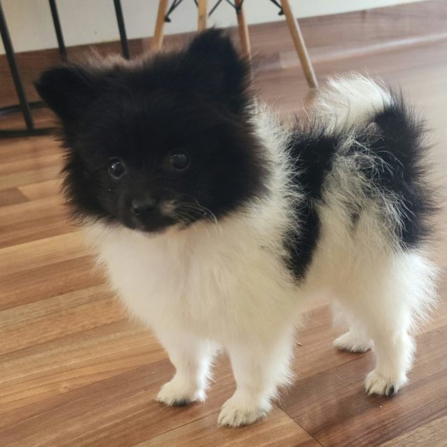 Pure bred Pomeranian Puppy Ready for Forever Home | Dogs & Puppies ...