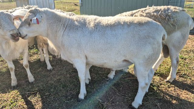 Australian White Rams | Livestock | Gumtree Australia Yass Valley ...