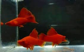 Firecracker swordtails and many other swordtail varieties | Fish ...