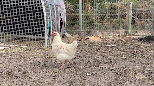 Pullets - Ready to lay - 2 left! | Livestock | Gumtree Australia ...