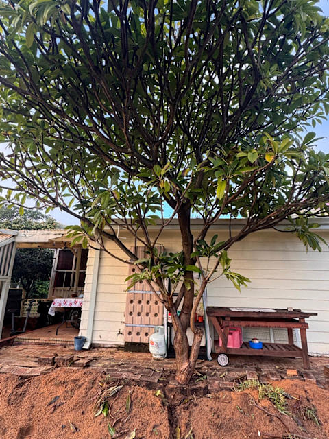 Frangipani Tree - Mature - Plants in East Perth WA | Gumtree Australia