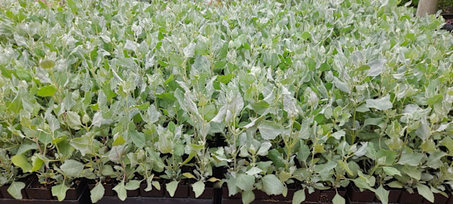 (Atriplex nummularia) old man salt bush (stock fodder) hedge ect ...