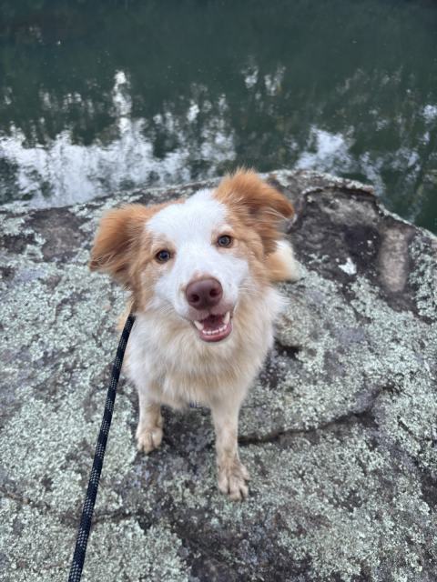 Ellie - Border Collie Rehoming 🧡🤍 | Dogs & Puppies | Gumtree Australia ...