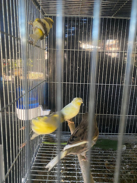 Gloster, canary . Canaries . $60 each. | Birds | Gumtree Australia ...