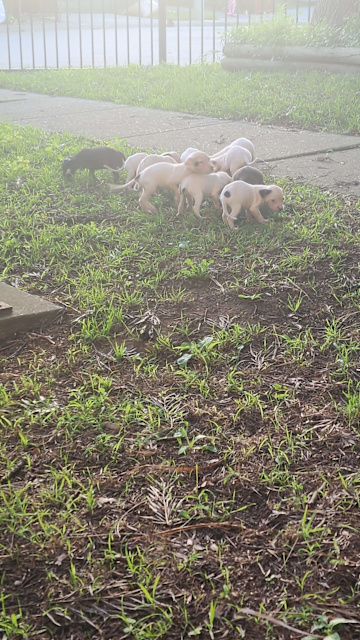 American stuffy cross bull arab puppies | Dogs & Puppies | Gumtree ...