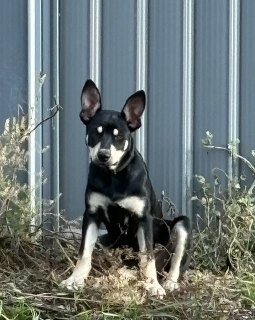 Purebred Kelpie Pup Male | Dogs & Puppies | Gumtree Australia Ipswich ...
