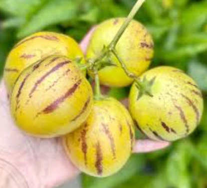 Pepino fruit plants available in Unley area - Plants in Unley SA ...