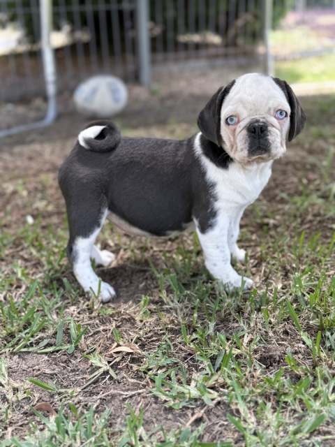 Panda pugs Blue and black girls | Dogs & Puppies | Gumtree Australia ...