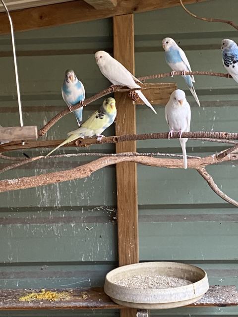 Assorted coloured Young budgies | Birds | Gumtree Australia Mandurah ...