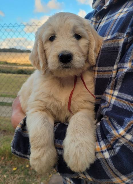 1 STANDARD F1 GROODLE FEMALE PUPPY FOR SALE $3,200 | Dogs & Puppies ...