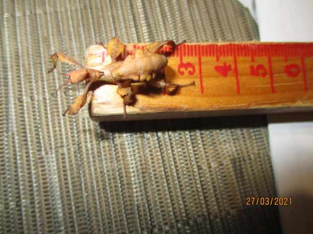 Spiny Leaf Stick Insects-Macleay Spectre | Other Pets | Gumtree ...