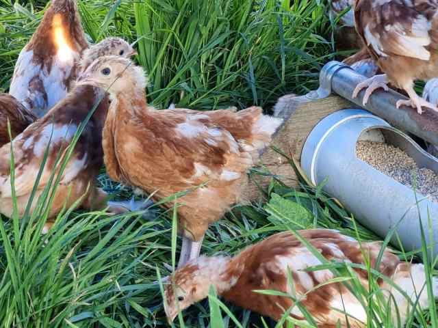 Young ISA Brown Pullets (hens/females) - backyard layers | Livestock ...