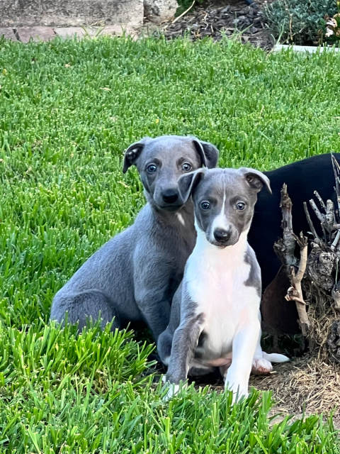 Whippet puppies pure breed | Dogs & Puppies | Gumtree Australia Tumut ...