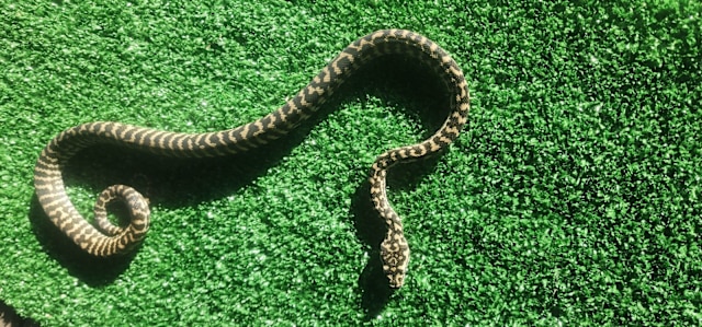 Pair of Zebra Carpet Python hatchlings | Reptiles & Amphibians ...