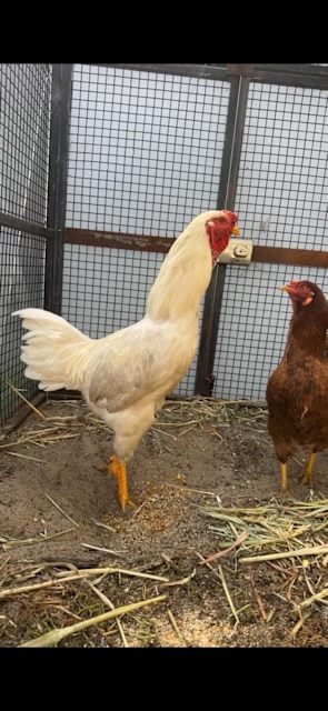 16 month Old Malay x Asil Rooster | Livestock | Gumtree Australia ...