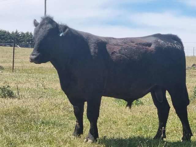 Angus bull | Livestock | Gumtree Australia Golden Plains - Linton ...
