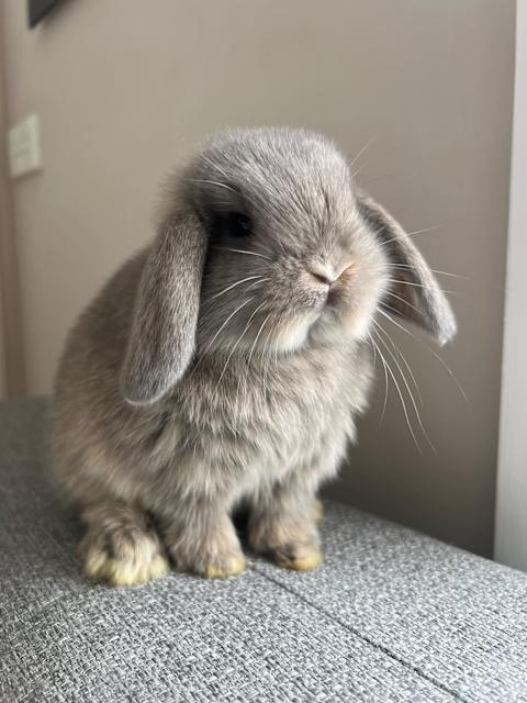 Gorgeous Dwarf/Minilop baby bunnies | Rabbits | Gumtree Australia ...