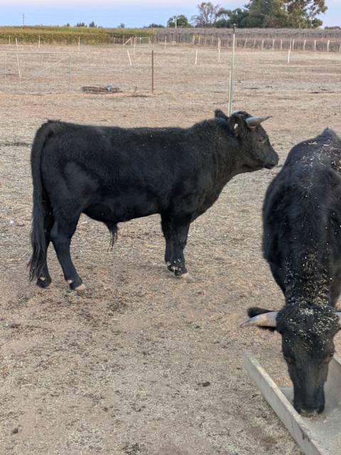3x Dexter Steers | Livestock | Gumtree Australia Mildura City - Mildura ...