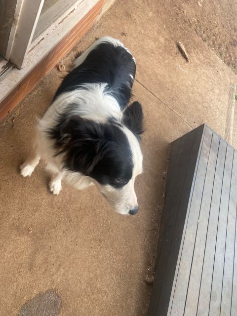 Border collie | Dogs & Puppies | Gumtree Australia Baw Baw Area ...