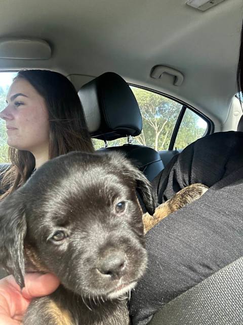 Staffy x rotty puppy for sale | Dogs & Puppies | Gumtree Australia ...
