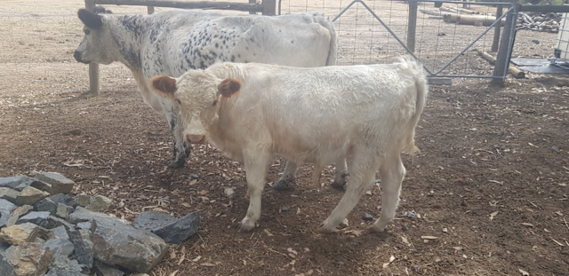 White Miniature Galloway Bull | Livestock | Gumtree Australia Benalla ...