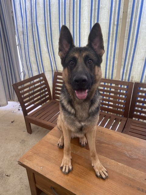German Shepherd dog | Dogs & Puppies | Gumtree Australia Penrith Area ...