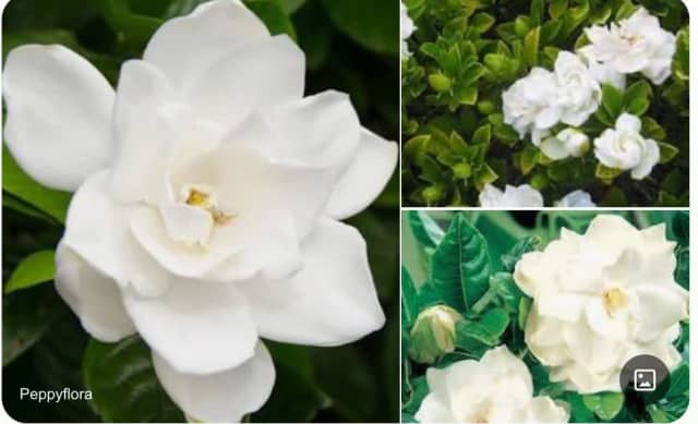 Gardenia Florida plants - Plants in Cedar Creek QLD | Gumtree Australia