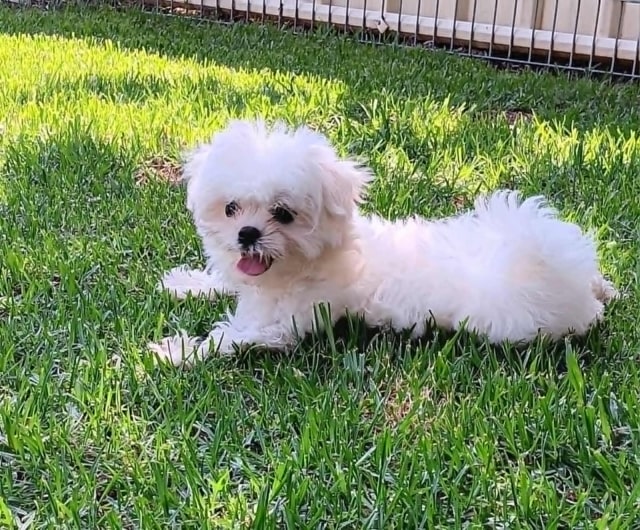 Pure bred Maltese puppy | Dogs & Puppies | Gumtree Australia Penrith ...