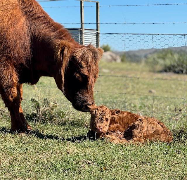 Polled Highland Cow and Heifer Calf | Livestock | Gumtree Australia ...