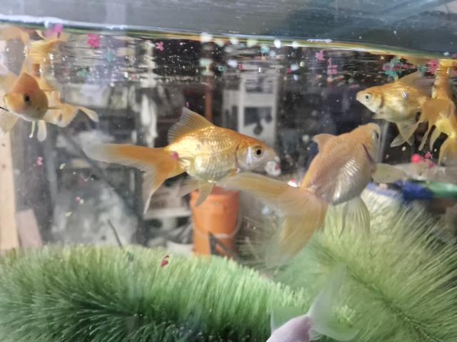 Goldfish, Clown loaches and pleco for sale | Fish | Gumtree Australia ...